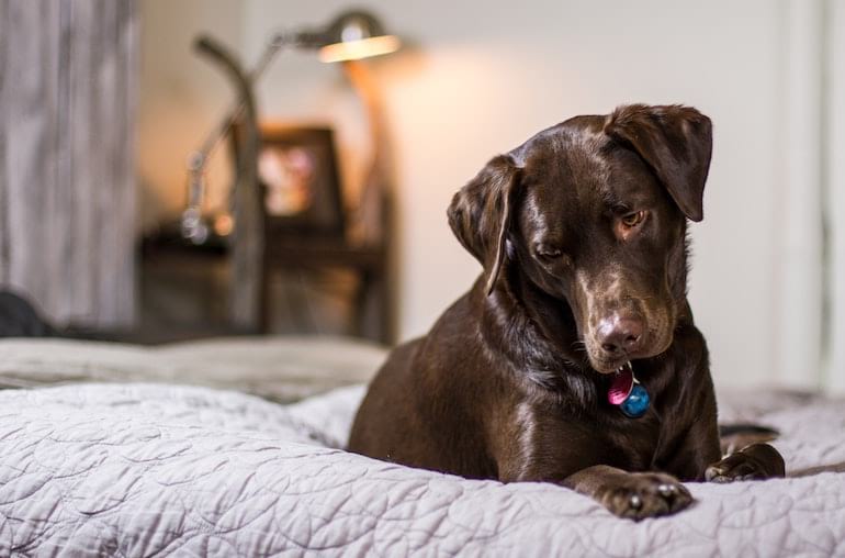 Dachshund Lab Mix - Everything You Need To Know! - Pet Life World